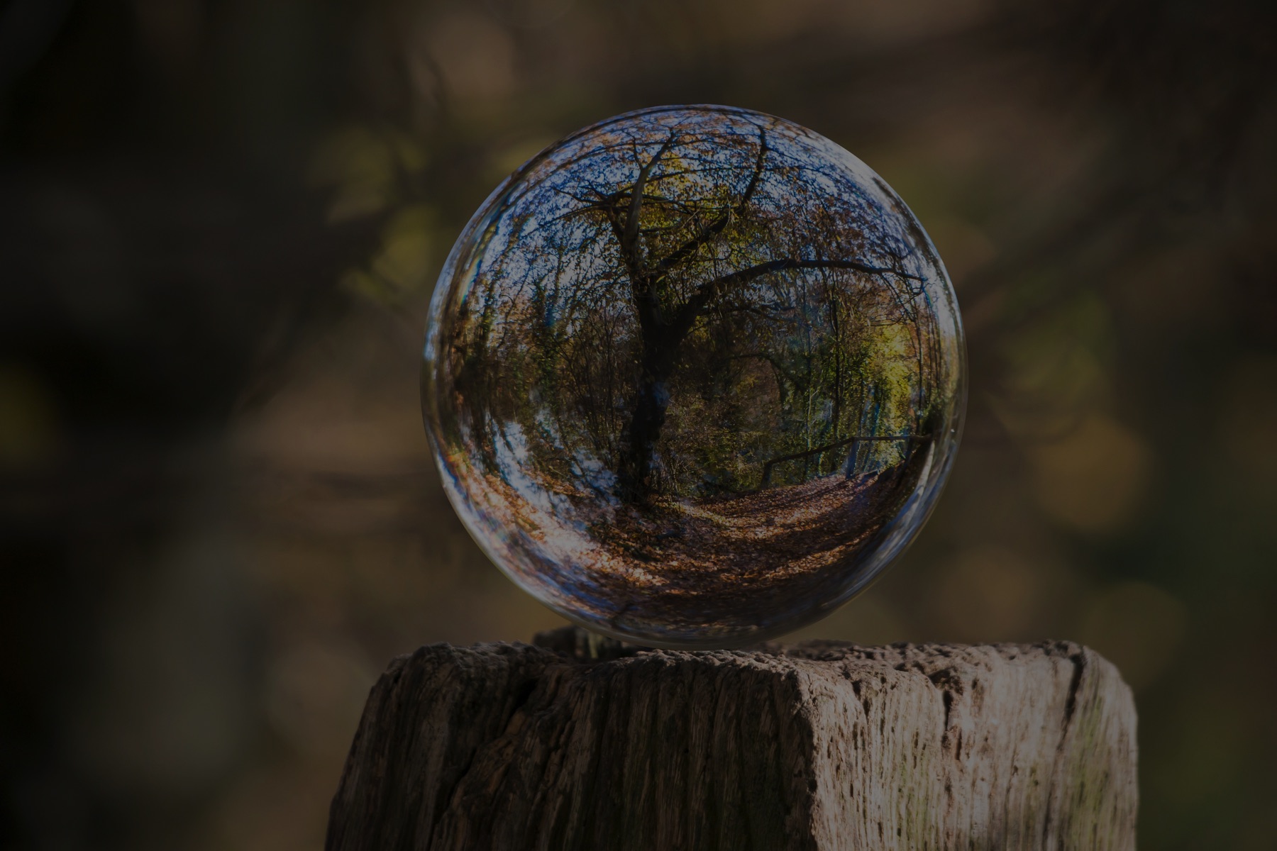 Figured Northwest Hardwoods and Fine Native Art - Forest Gems - Forest ...